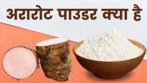 Ararot Powder क्या होता है? | Arrowroot के फायदे और अरारोट नुकसान In Hindi